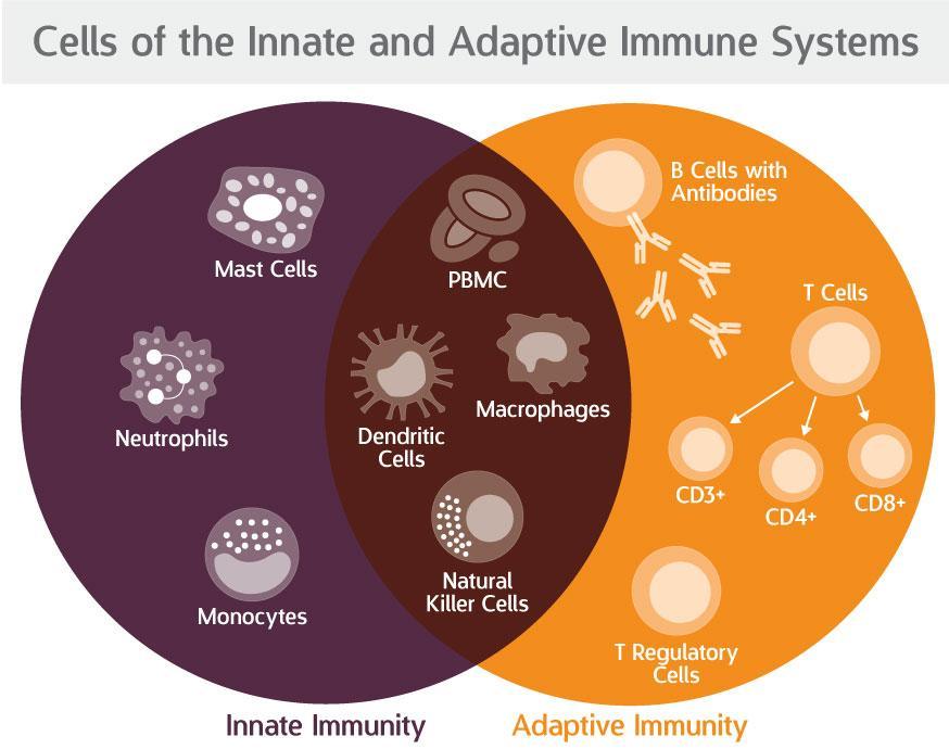 Innate Immune System vs the Adaptive Immune System | Charles River